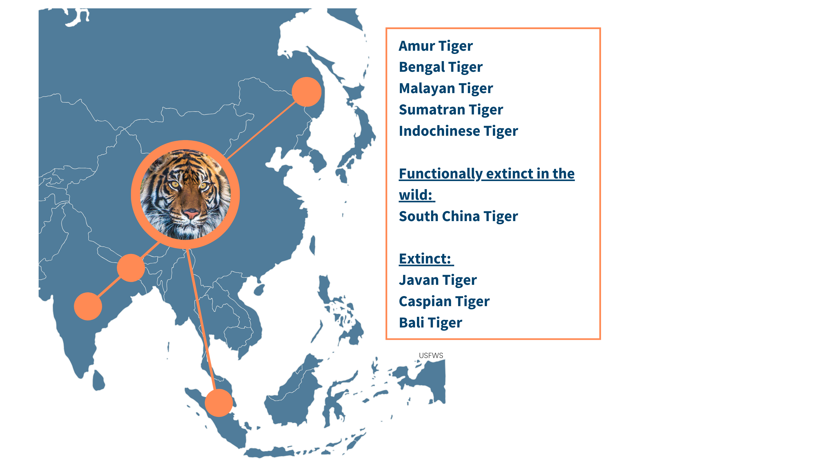 Tiger subspecies | FWS.gov